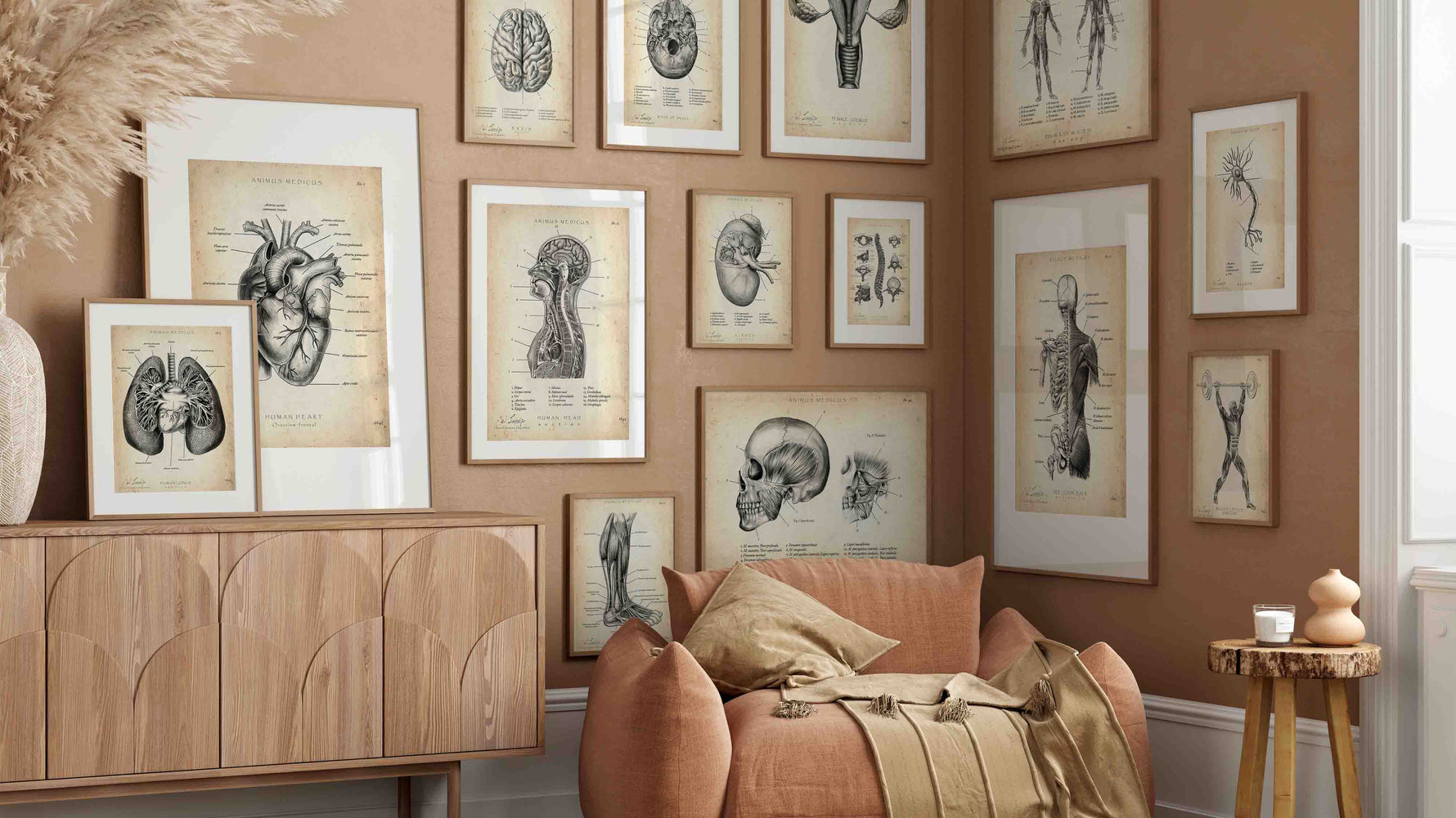 Anatomiebilder und Anatomieposter kaufen – Animus Medicus GmbH